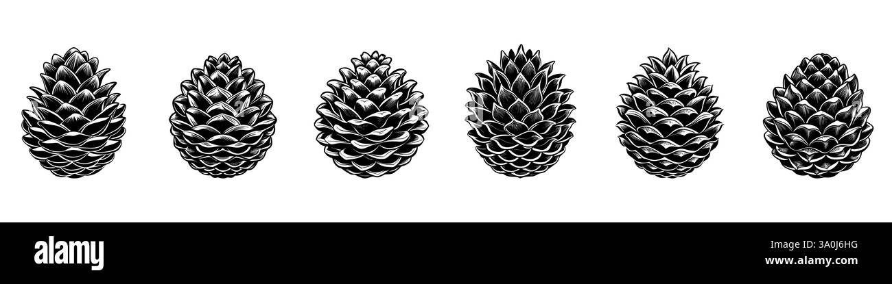 Pine cone icon. Set of six different fir cones isolated on white ...