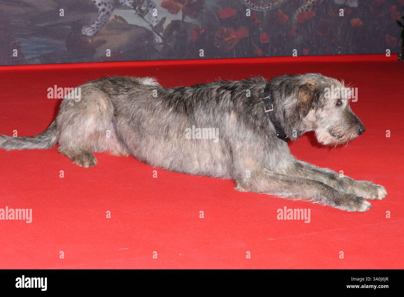 Rome, Italy. 03rd Mar, 2025. The dog “Bosco” during the photocall of ...