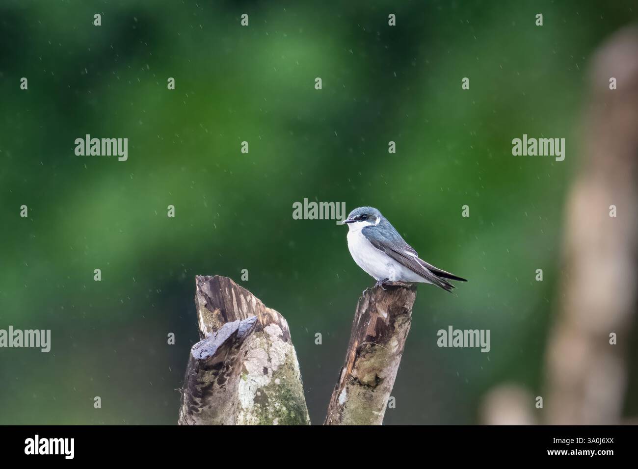 The mangrove swallow, Tachycineta albilinea, is a bird in the swallow ...