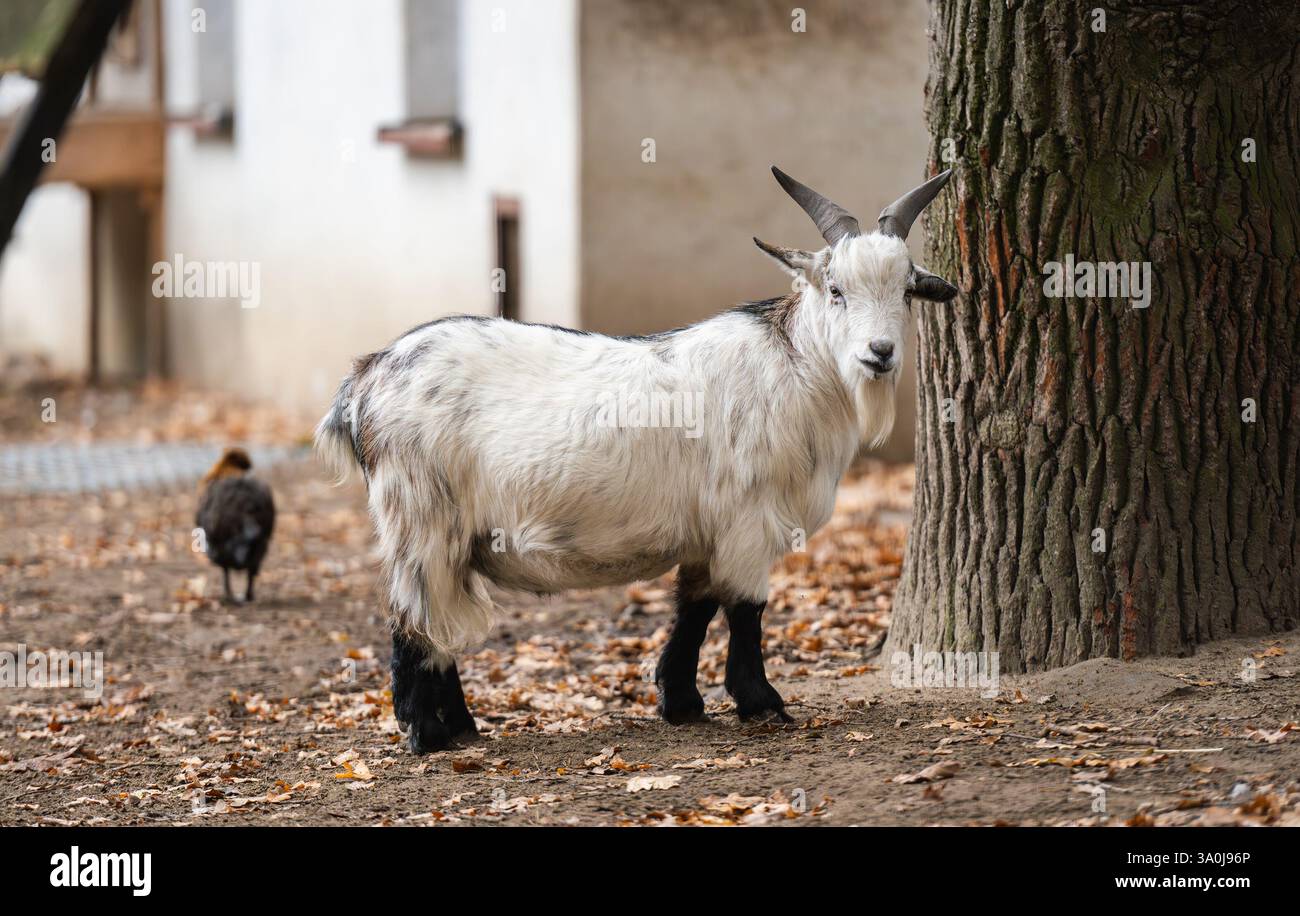Beautiful Young Goat On An Outdoor Farm Kindly Looking Into The Camera ...