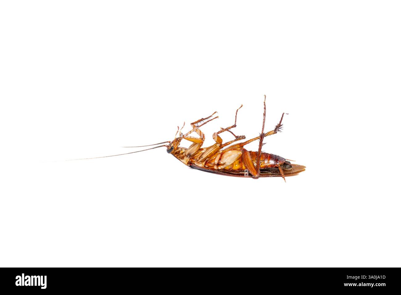 Dying cockroach on a white background. This animal is a pest for humans ...