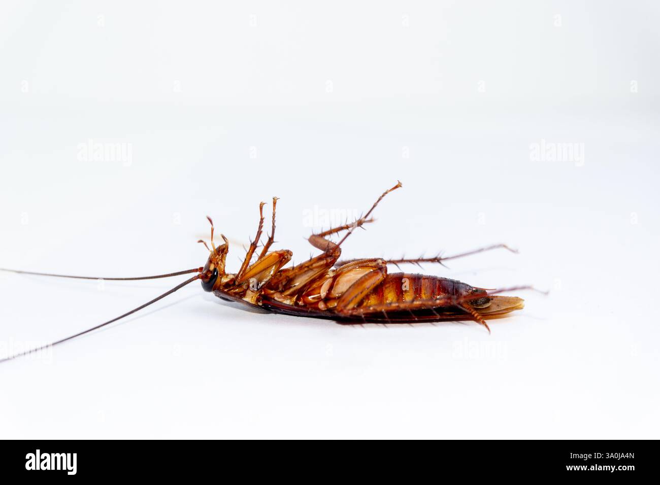 Dying cockroach on a white background. This animal is a pest for humans ...