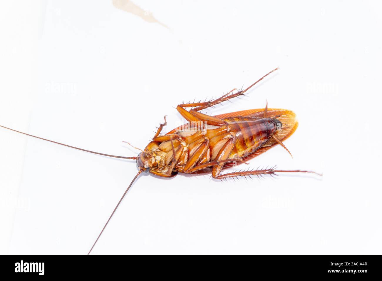 Dying cockroach on a white background. This animal is a pest for humans ...