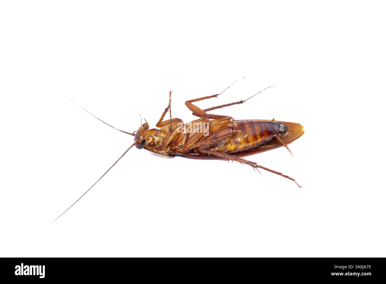Dying cockroach on a white background. This animal is a pest for humans ...