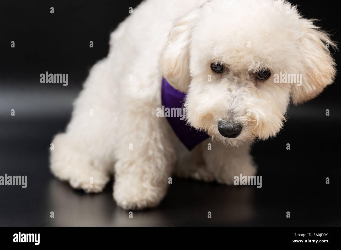 Sad white poodle dog sit on black studio background Stock Photo - Alamy