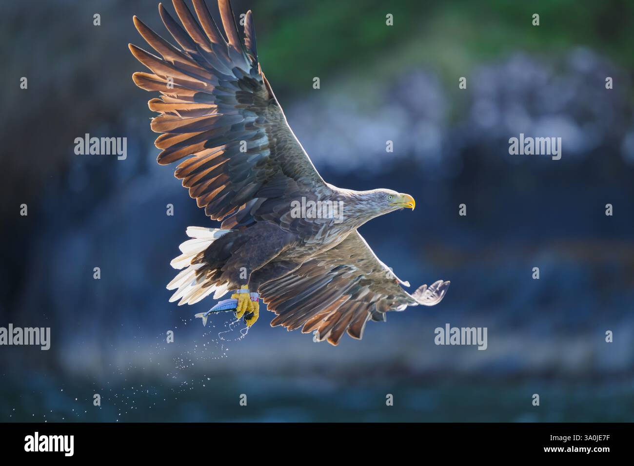 White Tailed Eagle (Female) with fish caught on the sea, Scotland. This ...