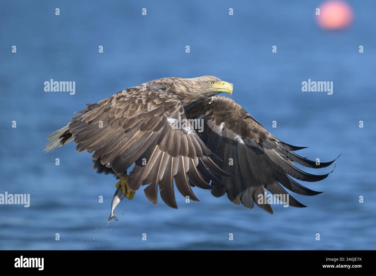 White Tailed Eagle (Female) with fish caught on the sea, Scotland Stock ...
