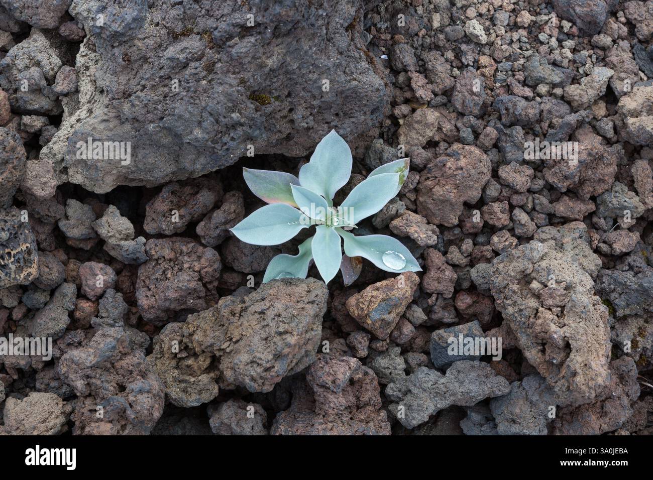 Lava rock with plant hi-res stock photography and images - Alamy