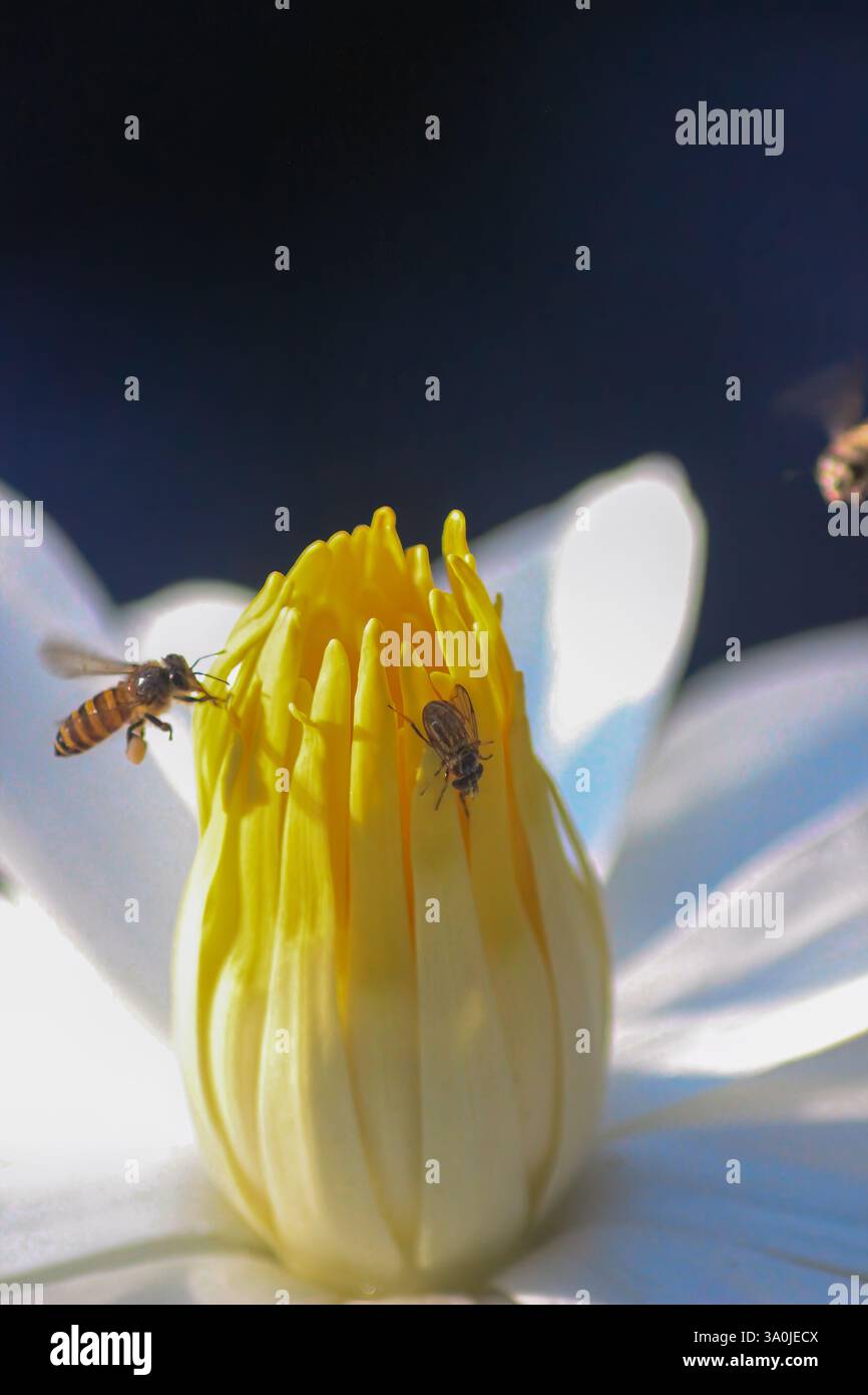 Honeybees and a fly on a blooming white flower with a vibrant yellow ...