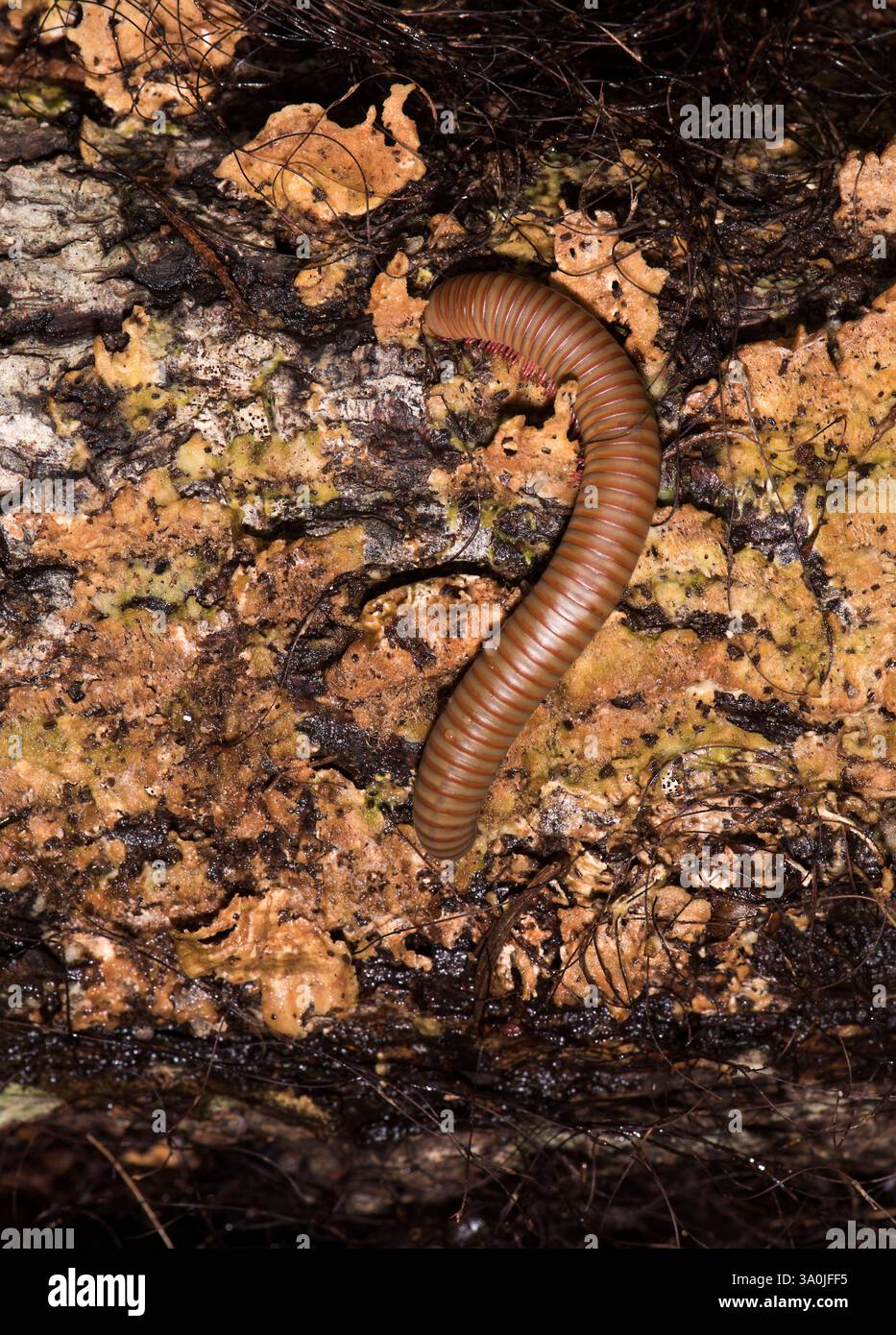 Arthropod Narceus americanus is a large millipede of eastern North ...