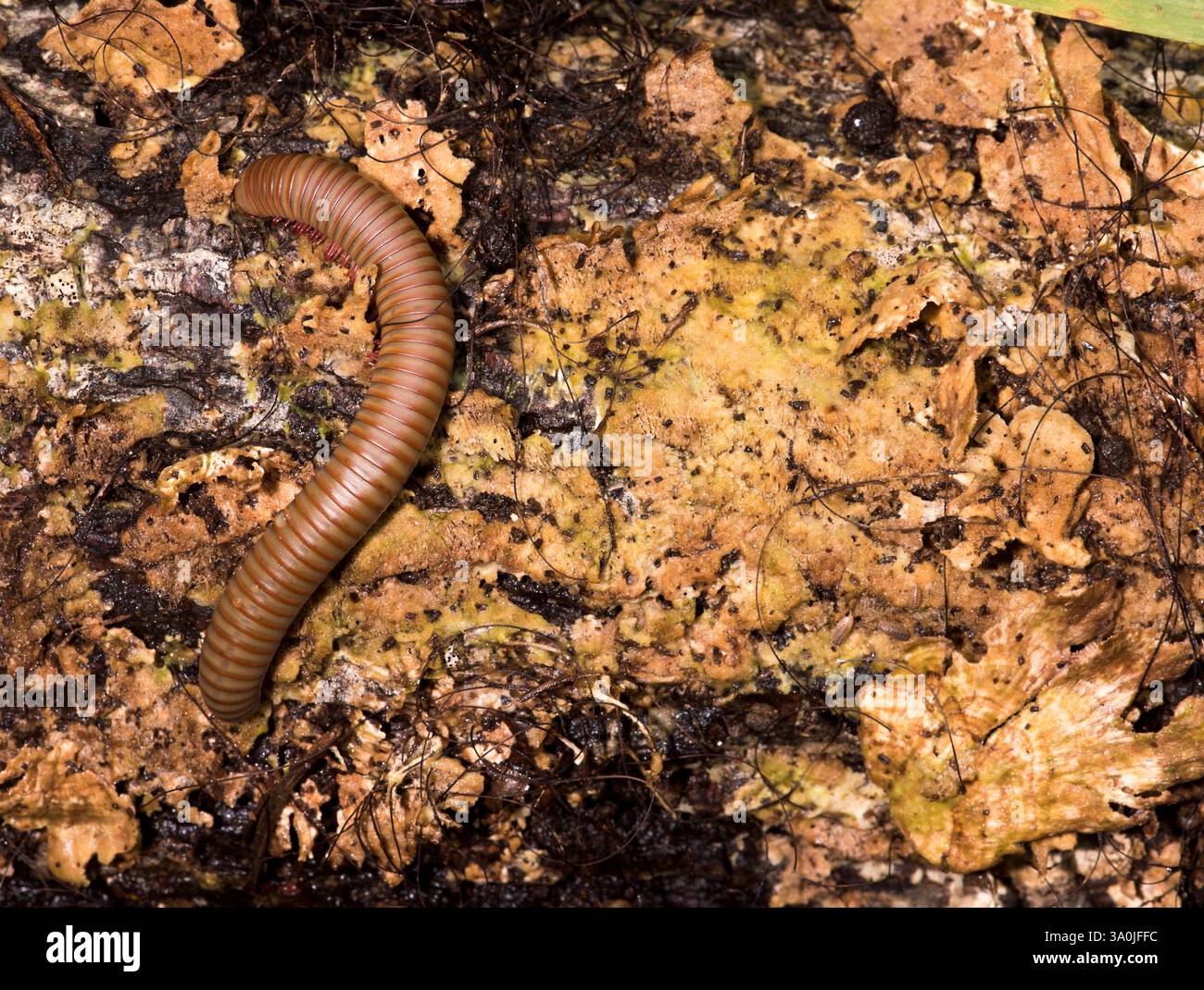 Arthropod Narceus americanus is a large millipede of eastern North ...