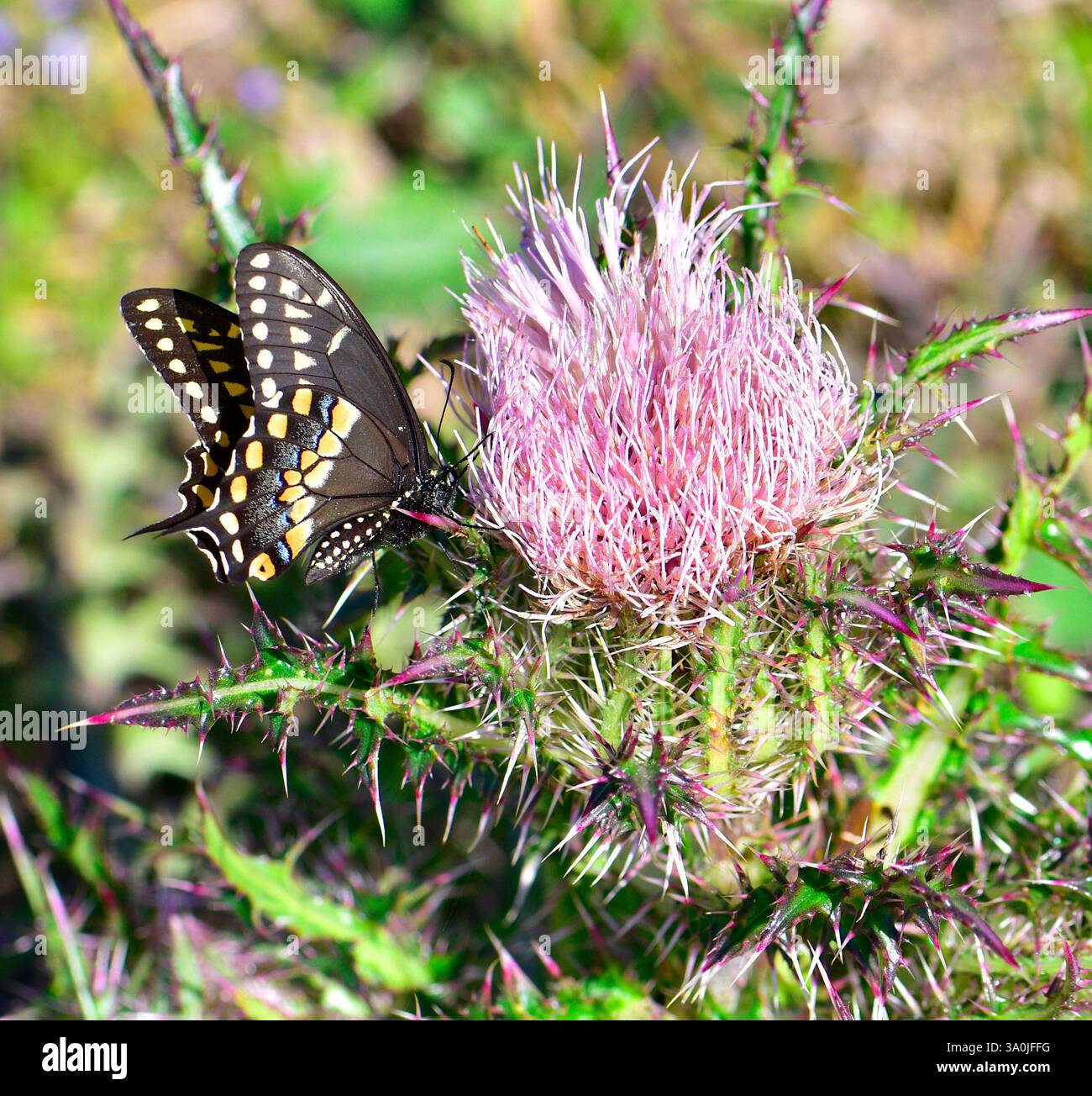 Large, black, swallowtail butterfly with yellow/orange spots on underwings and above, rows of ...
