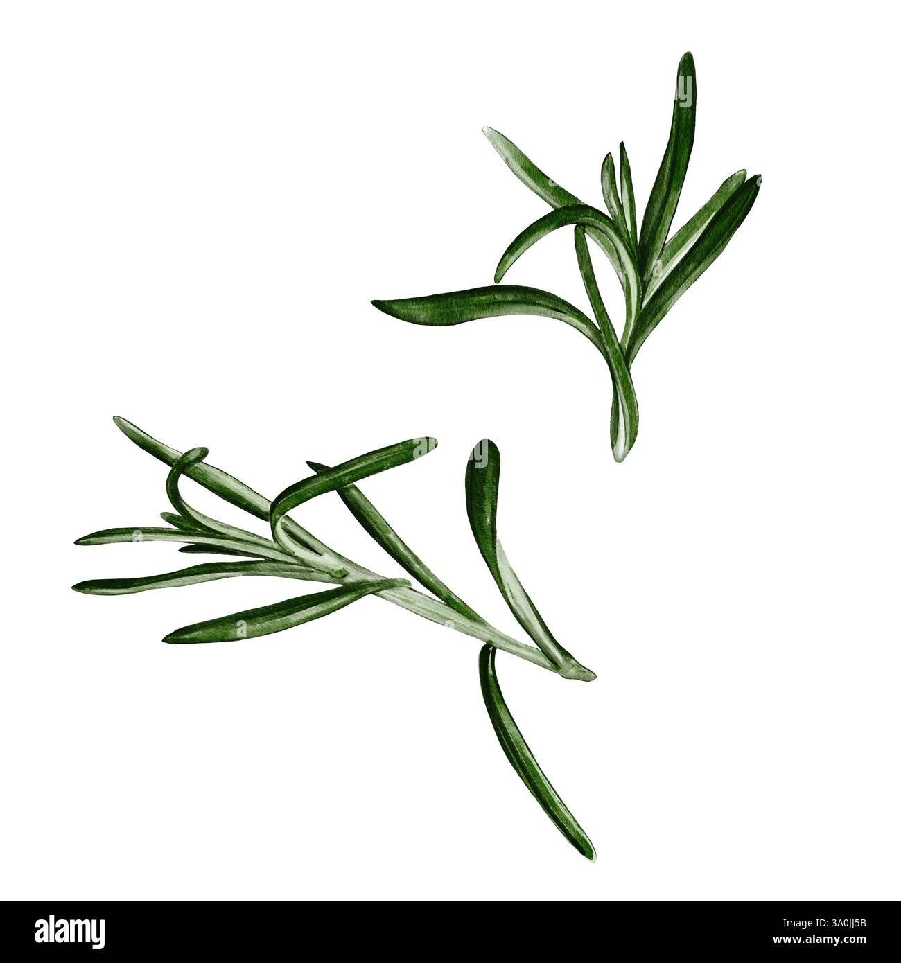 Rosemary sprigs. Leaves and stems. Watercolor illustration isolated ...