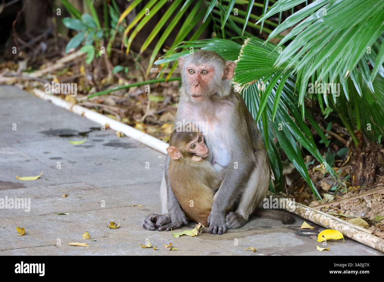 Wild Rhesus macaques in tropical forest park, mother monkey with a baby ...