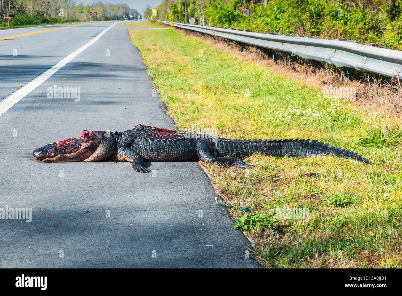 An American alligator killed by car on the side of U.S. Highway 41 ...