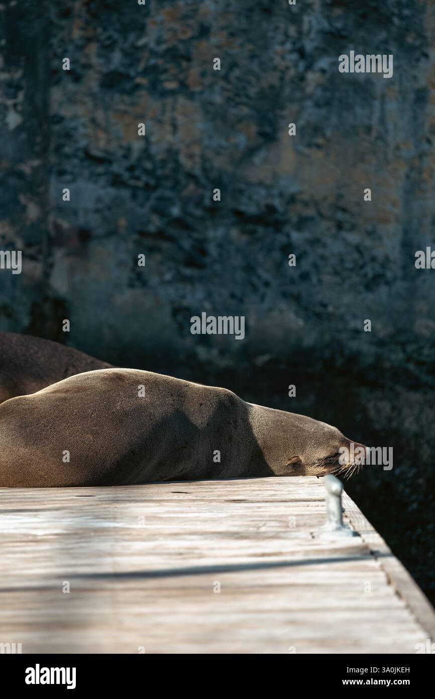 Cute South African, Cape fur seal sleeping on the pier. Cape Town ...