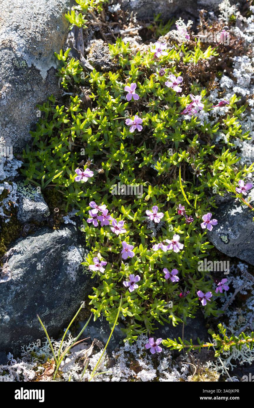 Le silene acaule hi-res stock photography and images - Alamy