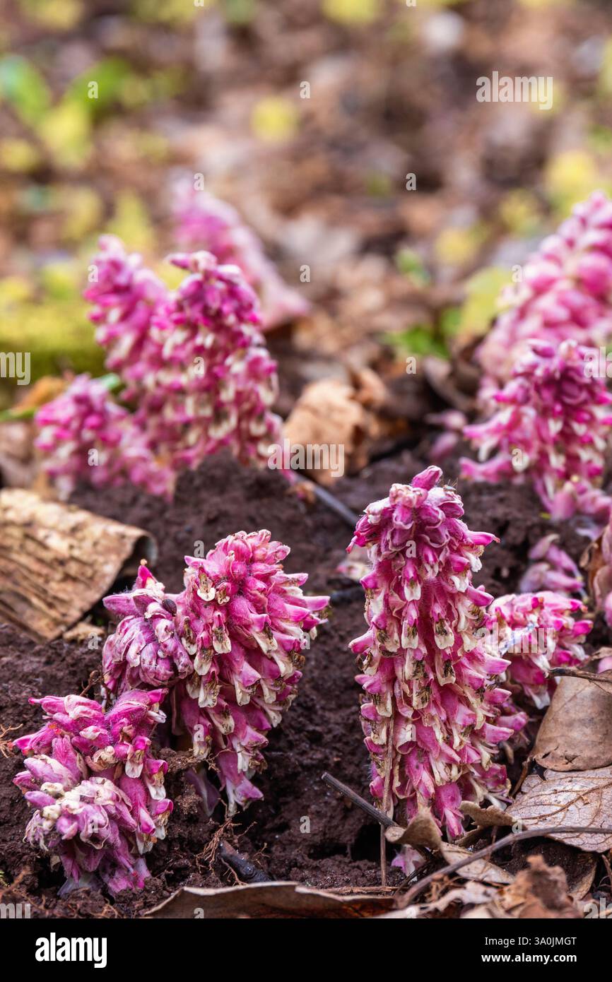 Purple toothwort parasitic plant hi-res stock photography and images ...