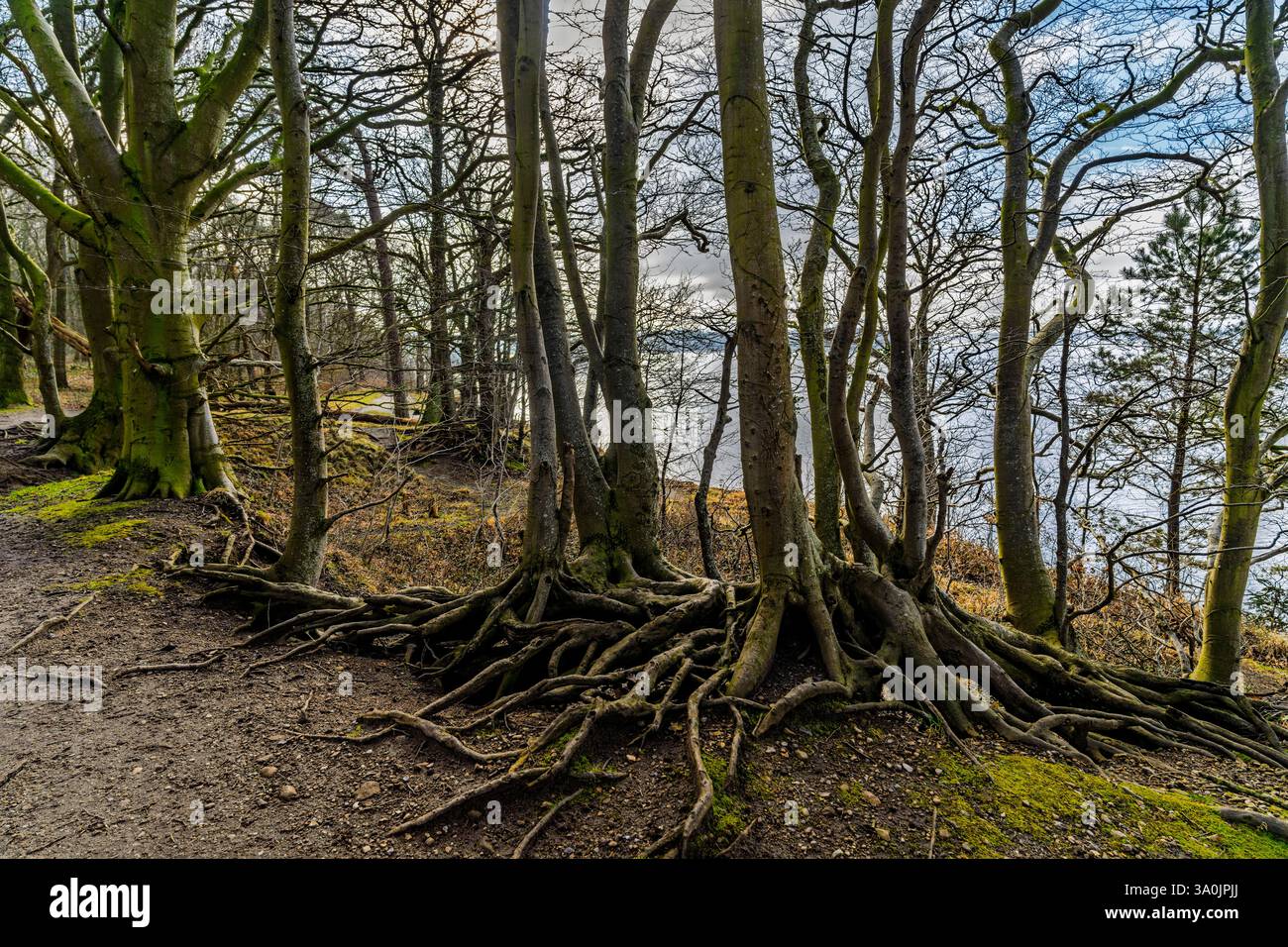 Exposed tree root system hi-res stock photography and images - Alamy