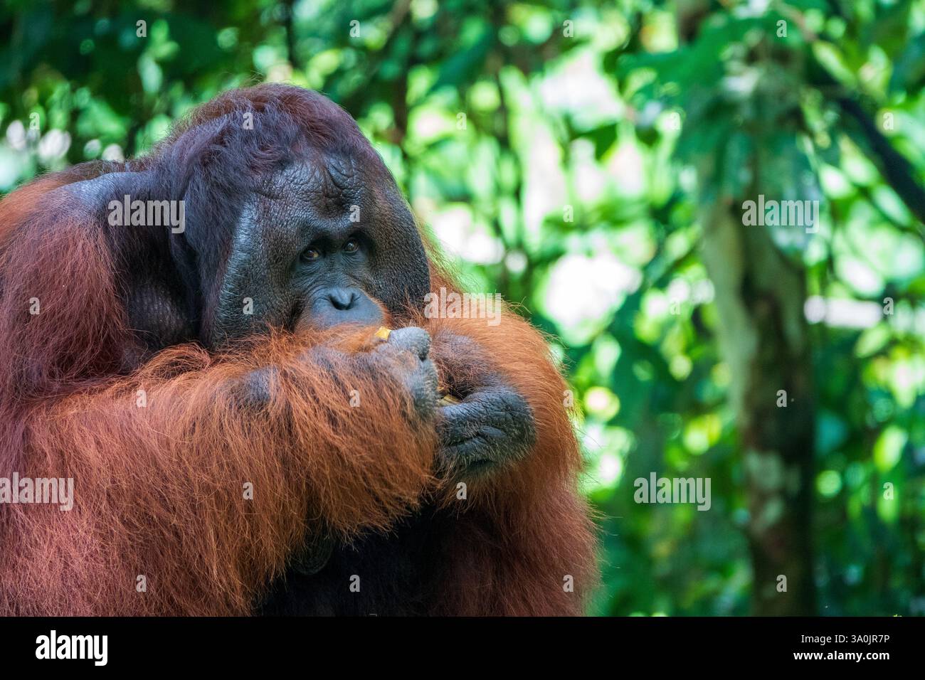 Male Orangutan eating close-up Stock Photo - Alamy