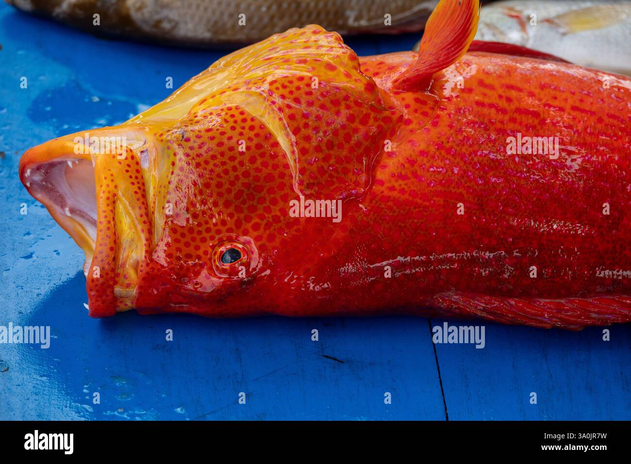 Coral trout hi-res stock photography and images - Alamy