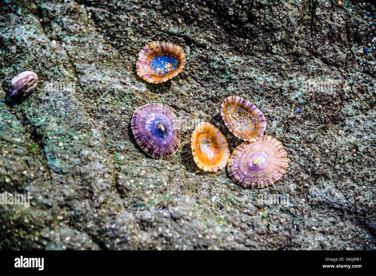 Spanien-Andalusien-Cabo de Gata Bunte Muscheln am Strand Natur ...