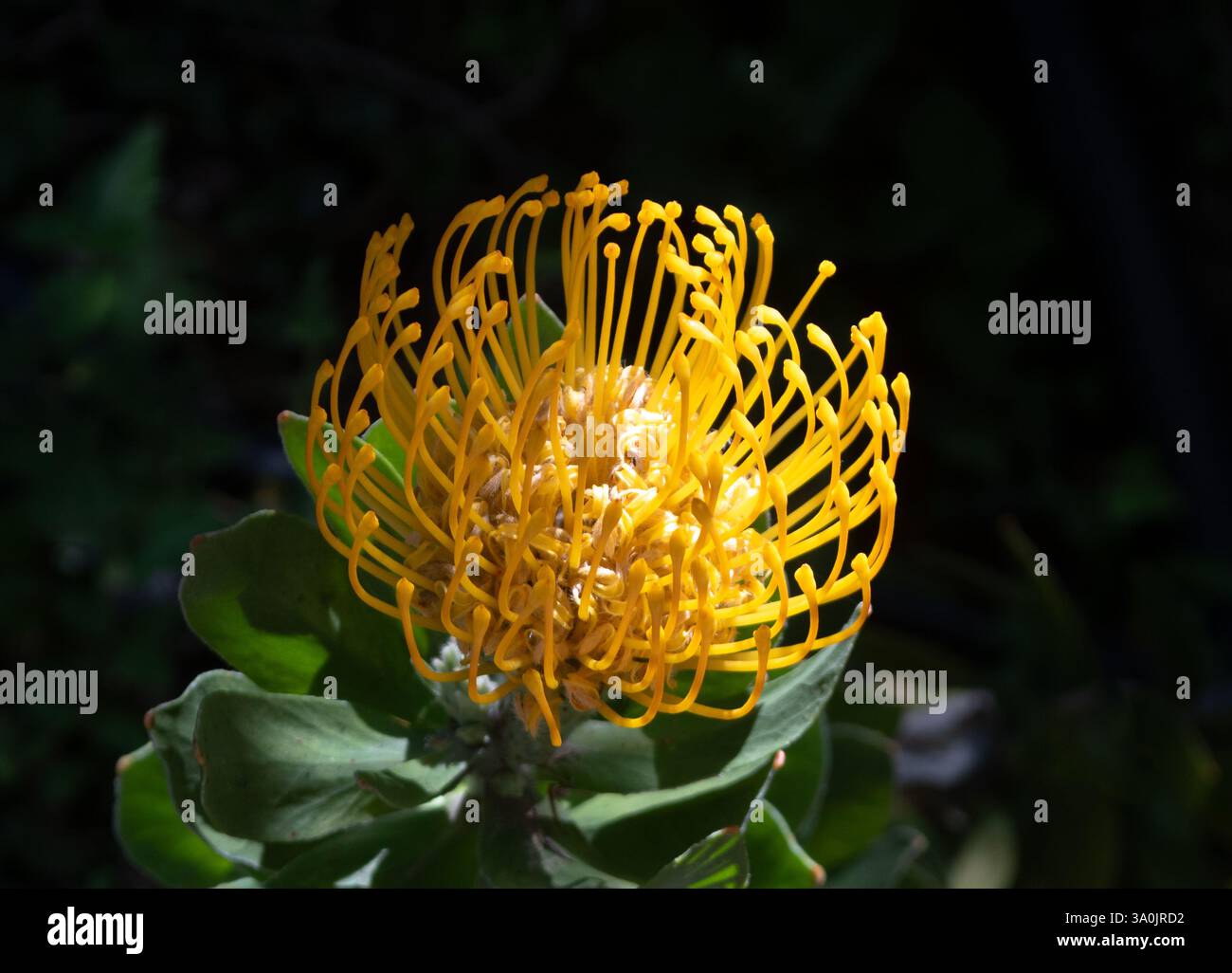 Yellow Leucospermum cordifolium (pincushion-protea Stock Photo - Alamy