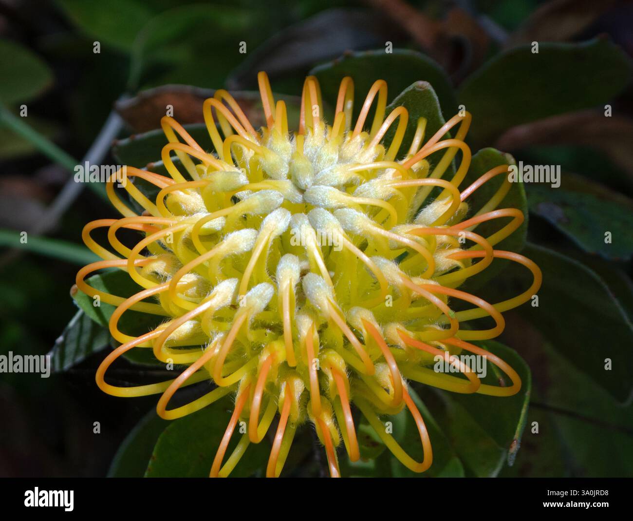 Yellow Leucospermum cordifolium (pincushion-protea Stock Photo - Alamy