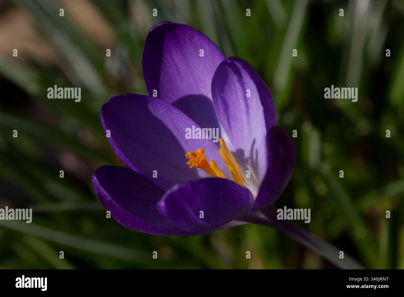Spring Flower Ruby Giant Crocus Stock Photo - Alamy