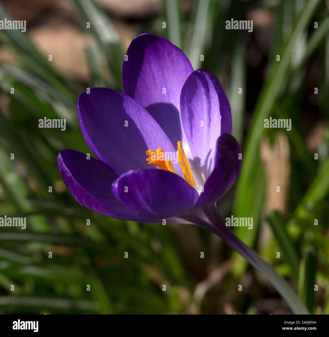 Spring Flower Ruby Giant Crocus Stock Photo - Alamy