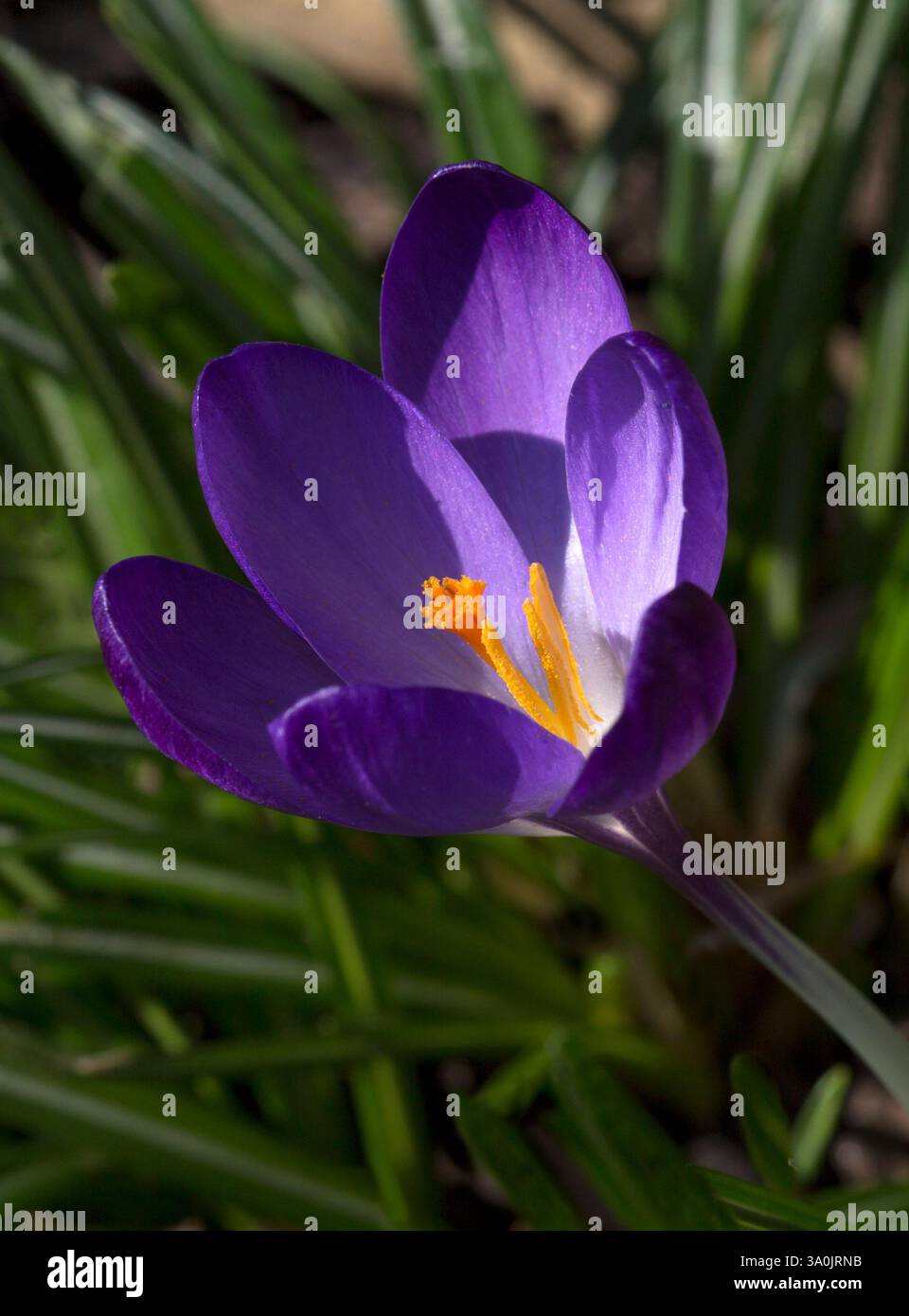 Spring Flower Ruby Giant Crocus Stock Photo - Alamy