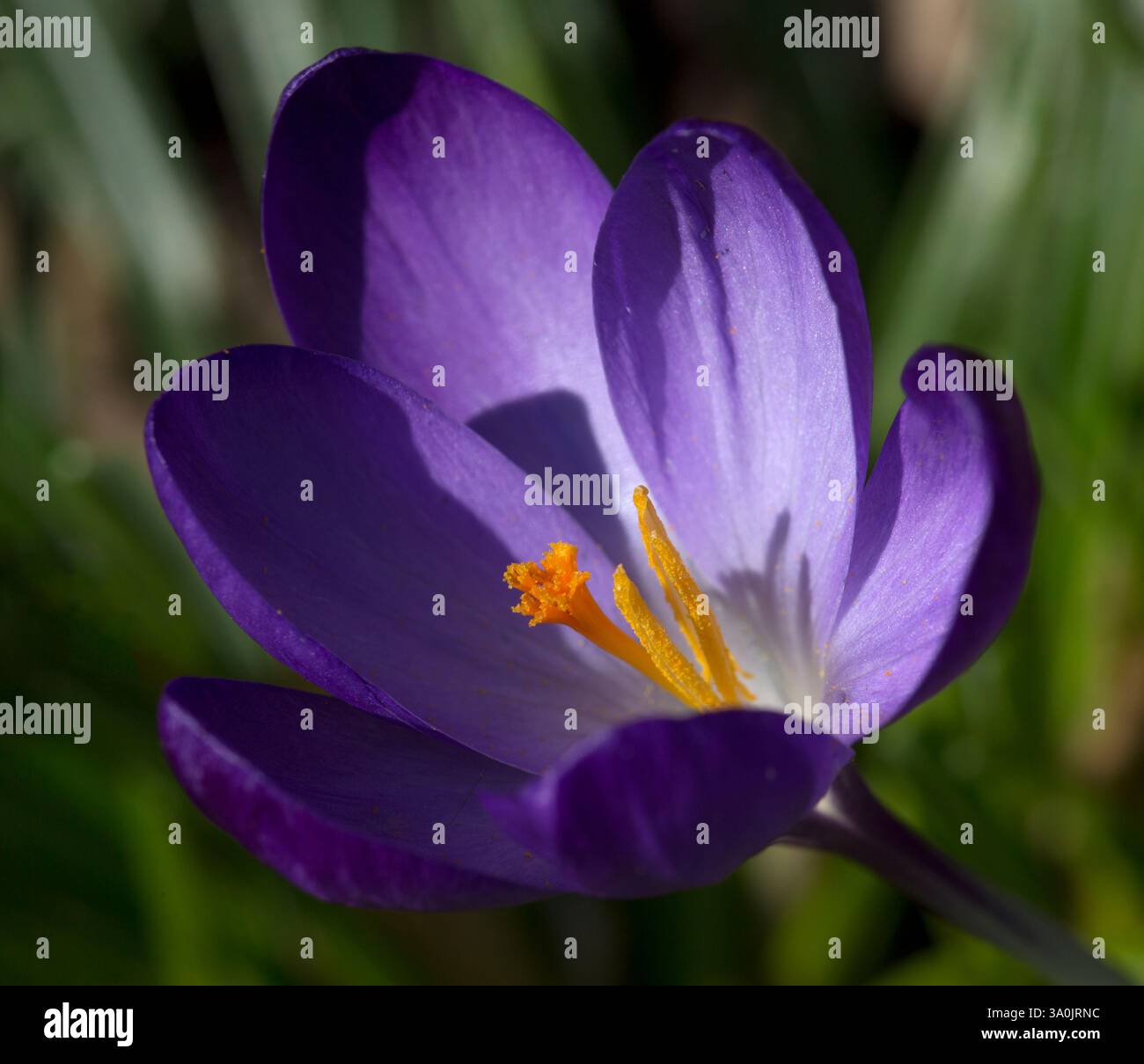 Spring Flower Ruby Giant Crocus Stock Photo - Alamy