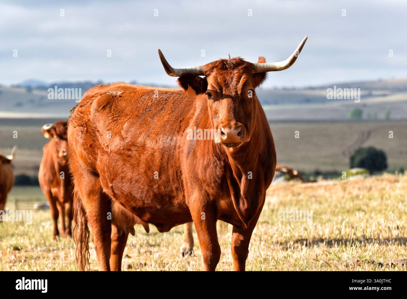 Strength in the look. The look of a long-horned cow, in the field of El ...