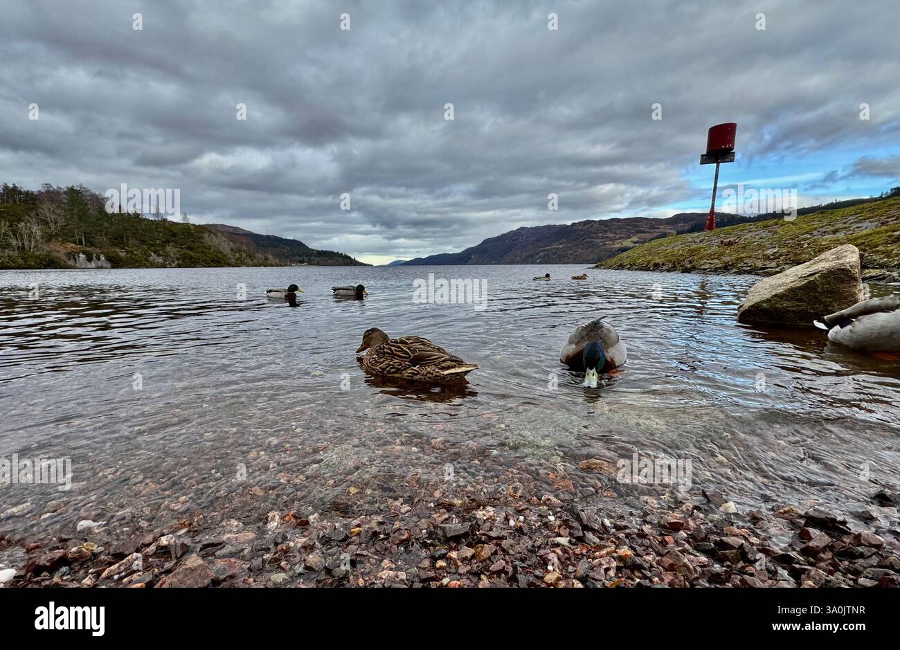 Mallard Ducks Swimming on the edge of Loch Ness, Scotland Stock Photo ...