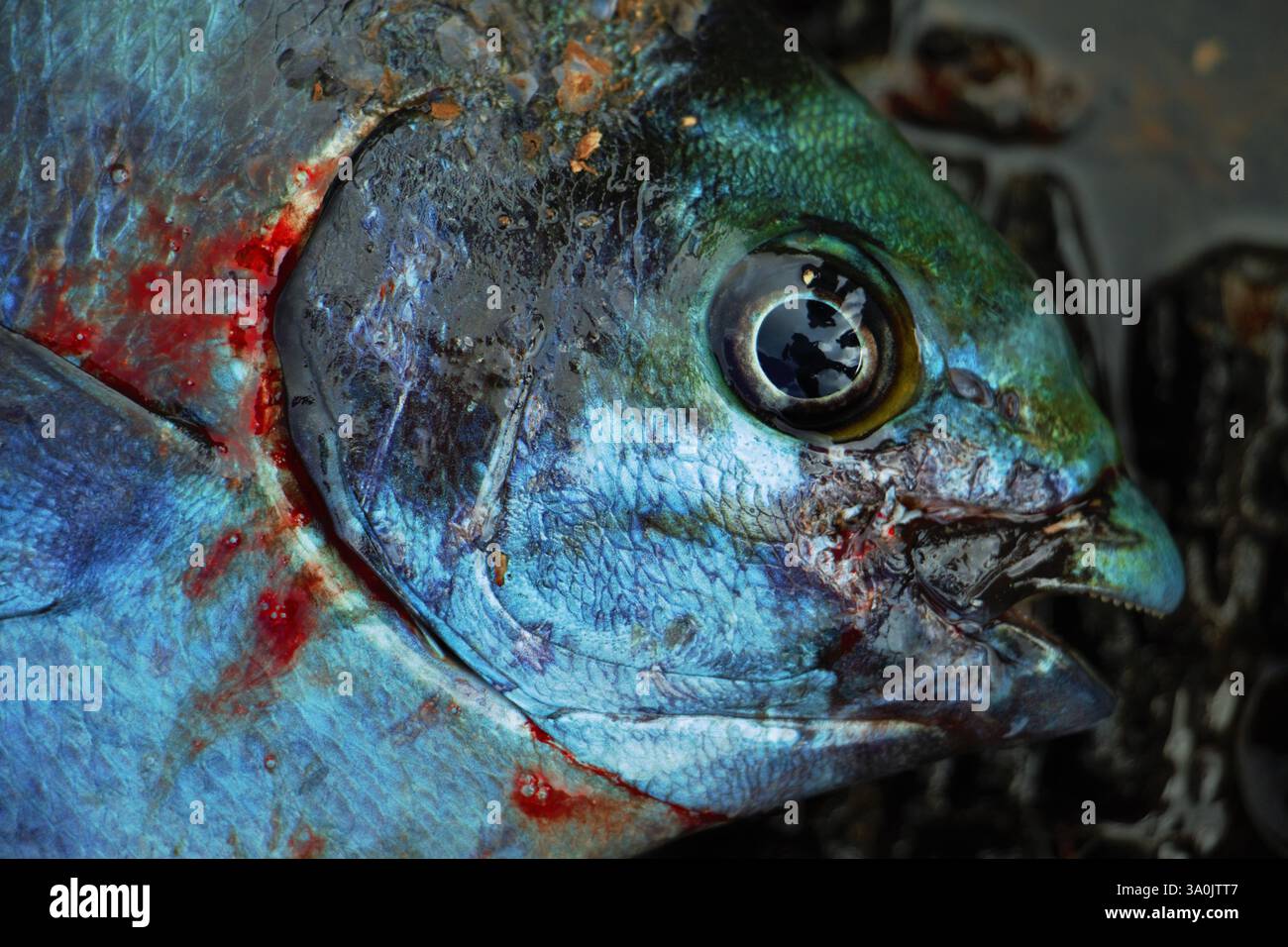 Eye catching fish hi-res stock photography and images - Alamy