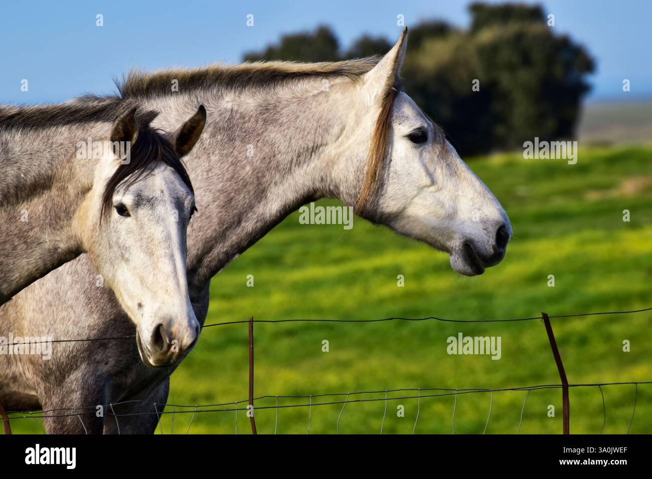Retrato serenidad hi-res stock photography and images - Alamy