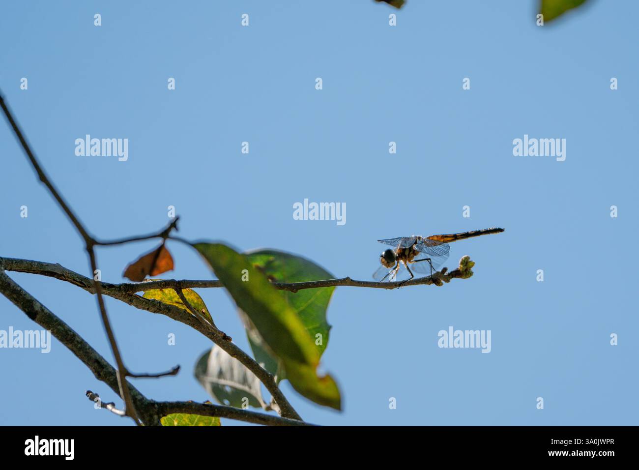 Dragonfly resting on the branch of a tree Stock Photo - Alamy