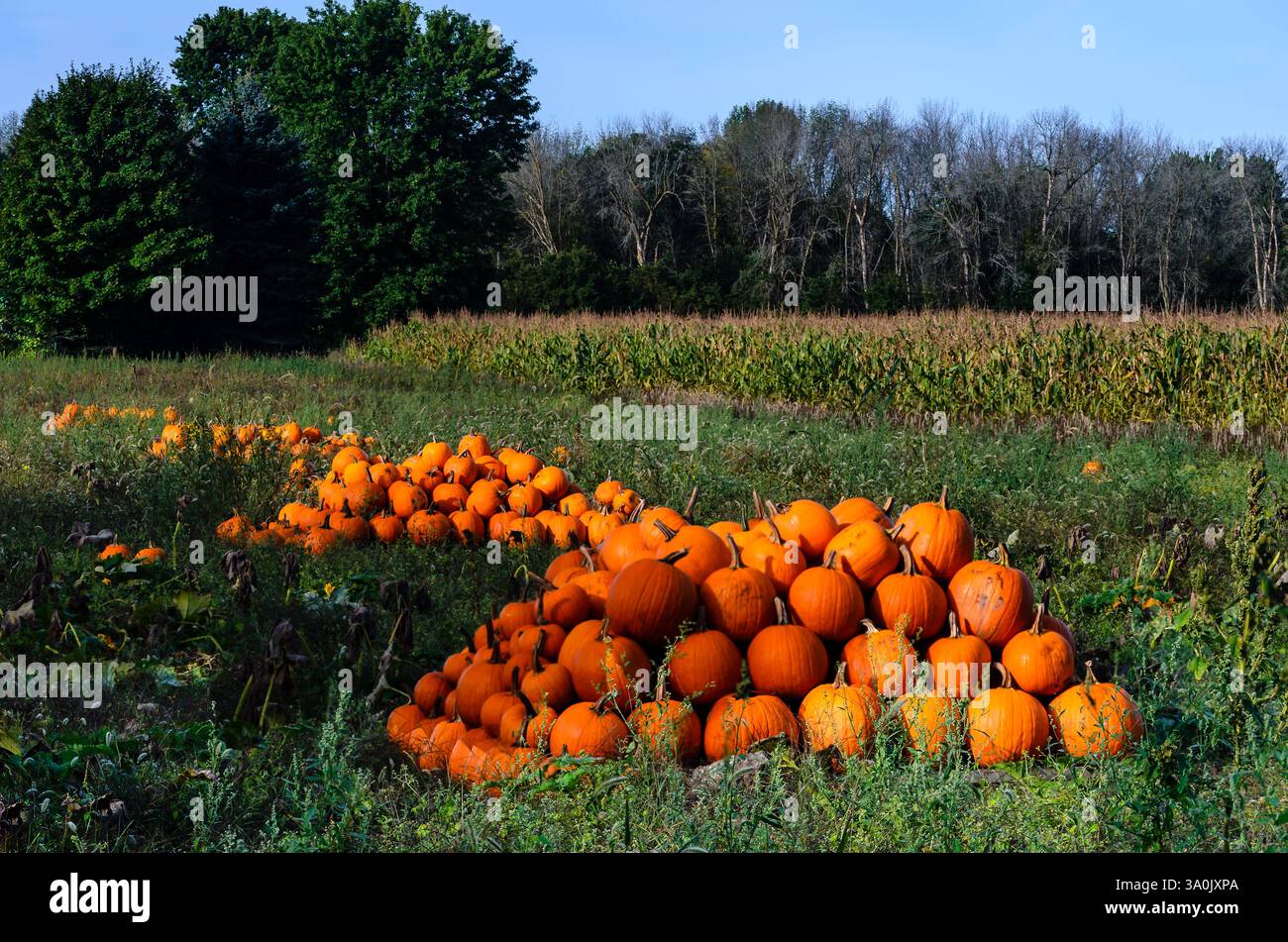Row of Pumpkin piles in a farmer's field next to corn stalks in the ...