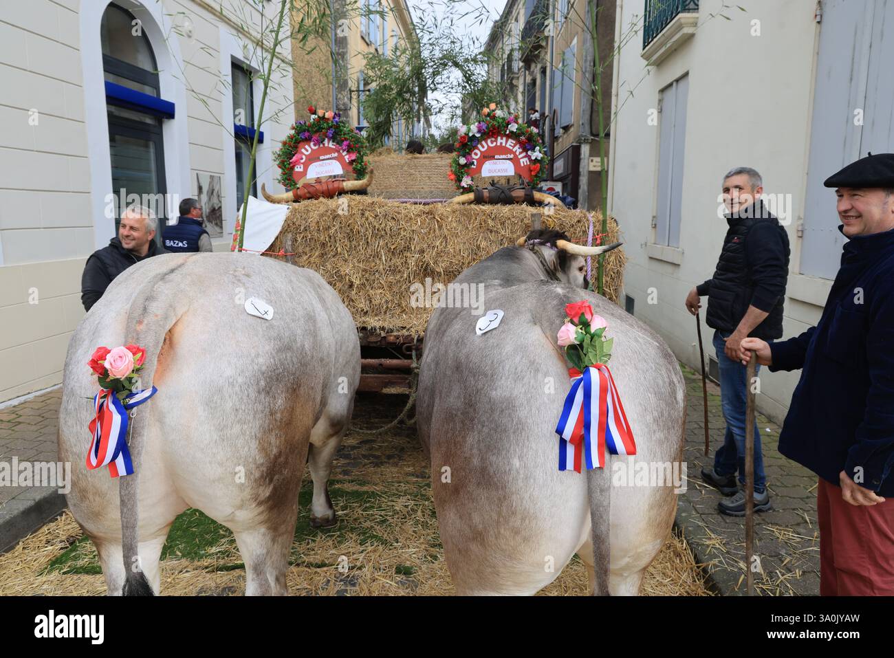 The famous "Bazas Fat Ox Festival" in Gironde in southwestern France ...