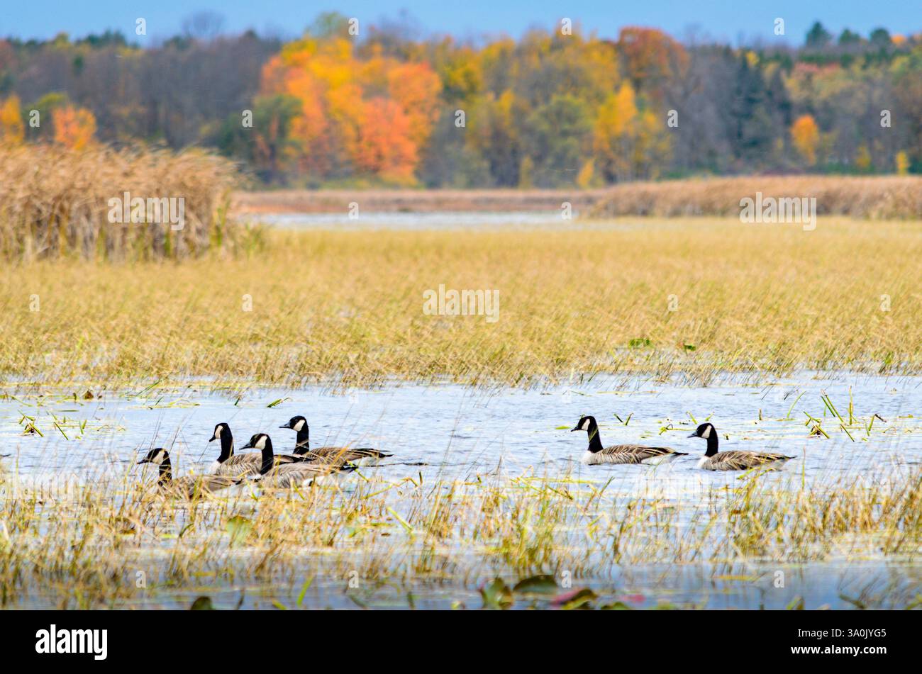 Group of Canada Geese swimming in a fall wetland with colorful trees in ...