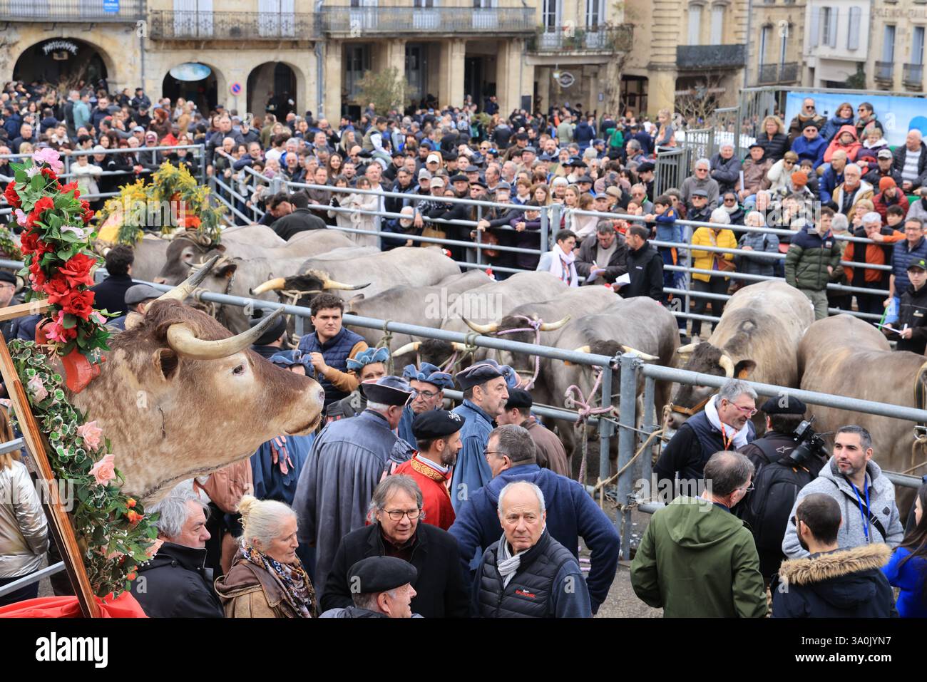 The famous "Bazas Fat Ox Festival" in Gironde in southwestern France ...