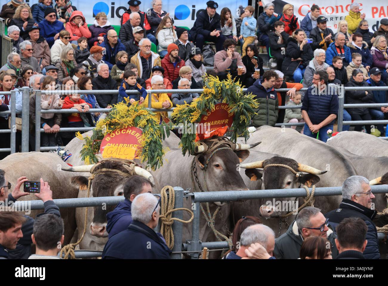 The famous "Bazas Fat Ox Festival" in Gironde in southwestern France ...
