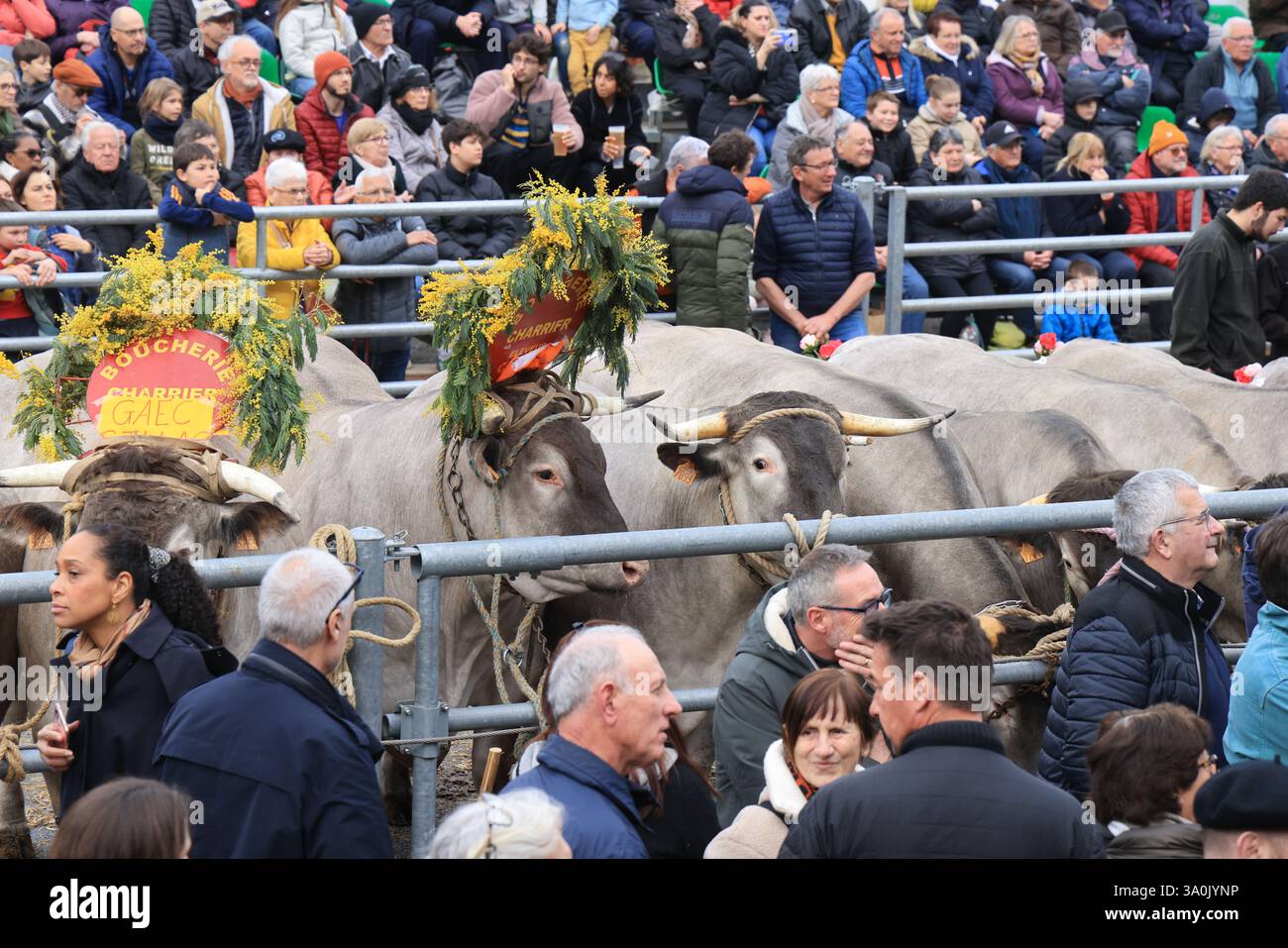 The famous "Bazas Fat Ox Festival" in Gironde in southwestern France ...