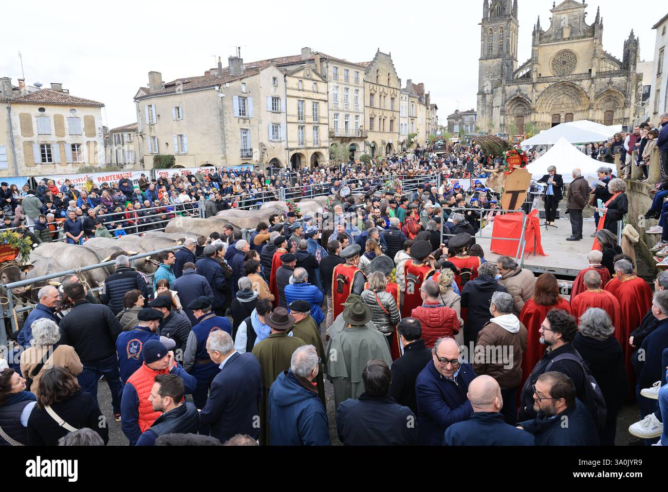 Bazas oxen hi-res stock photography and images - Alamy