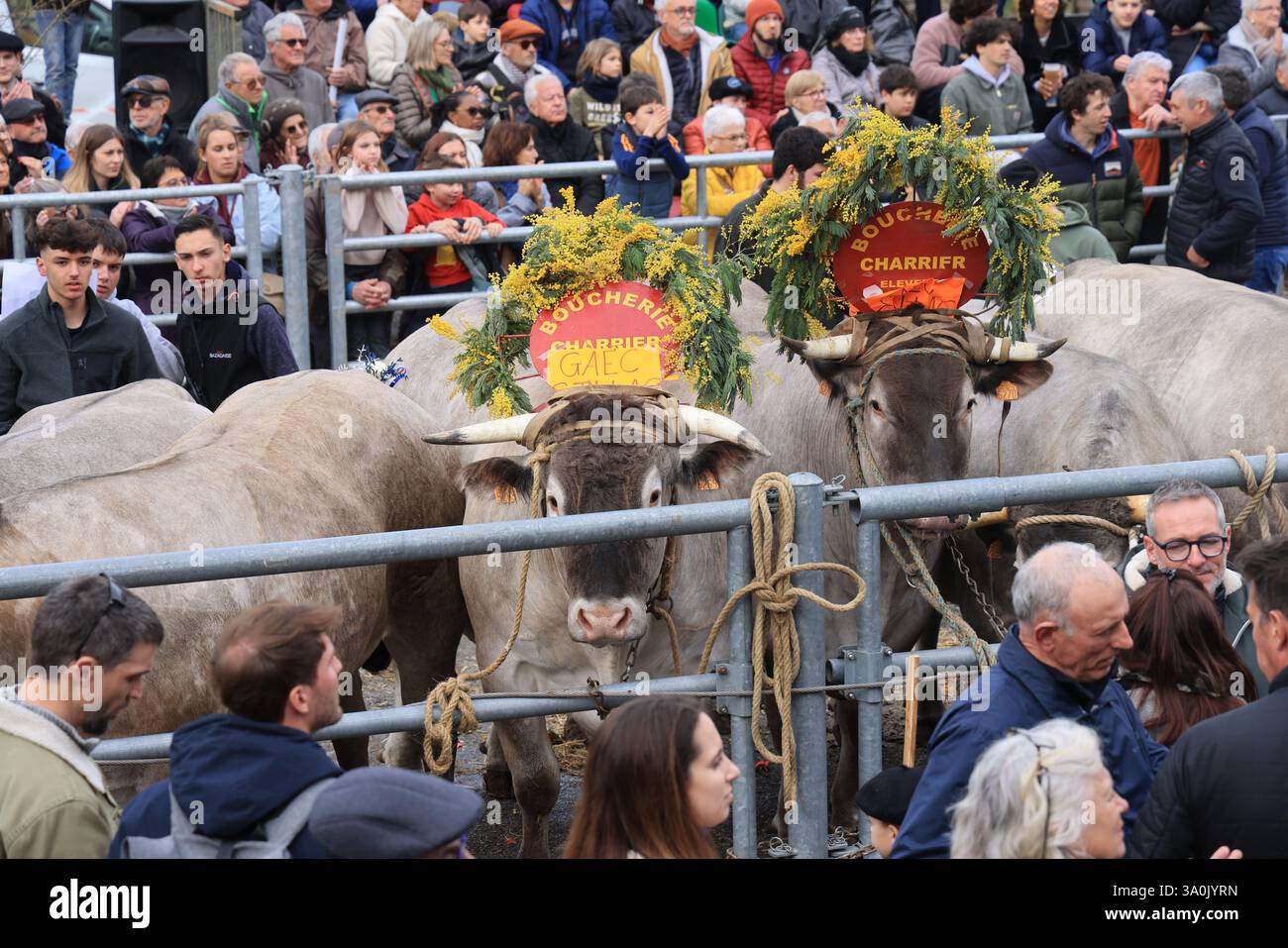 Fattening oxen competition hi-res stock photography and images - Alamy