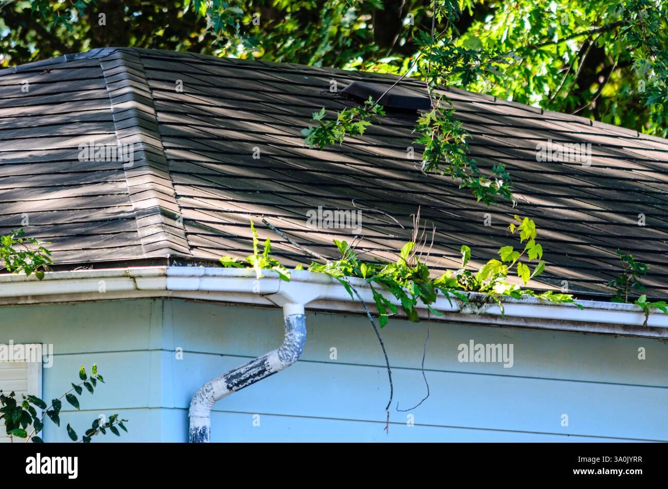 residential rooftop rain gutter overgrown with plants Stock Photo - Alamy