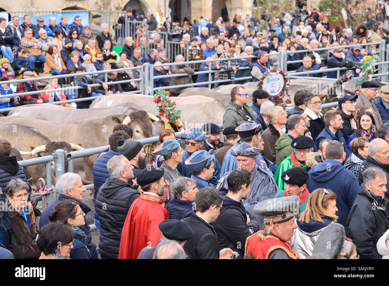 The famous "Bazas Fat Ox Festival" in Gironde in southwestern France ...