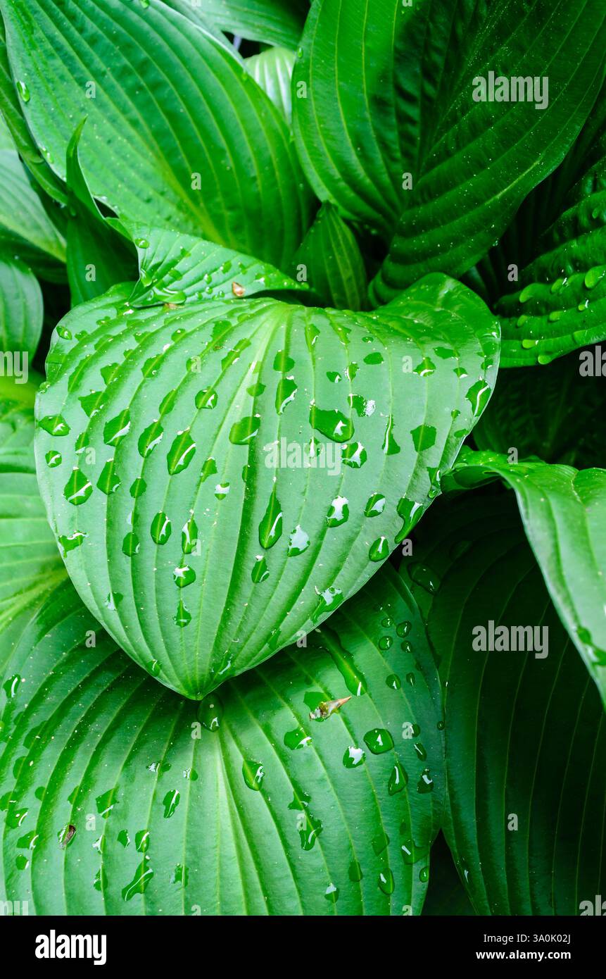 Close-up of rain covered Hosta leaves showing their strong vein ...