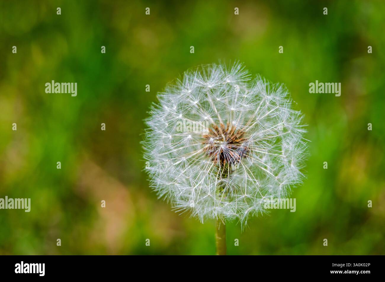 Single dandelion seed head on green blurry background Stock Photo - Alamy