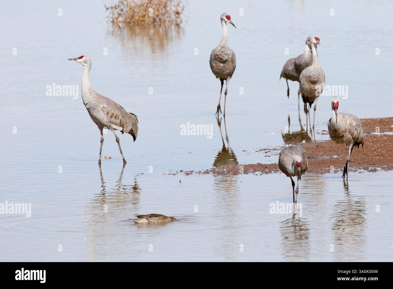 Mc Neal, USA. 29th Jan, 2024. The Sandhill crane migration at ...